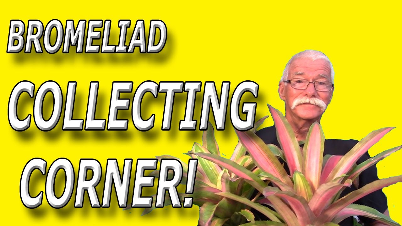 Bromeliad Collecting Corner... Aechmea Mend and Alvarez! - YouTube