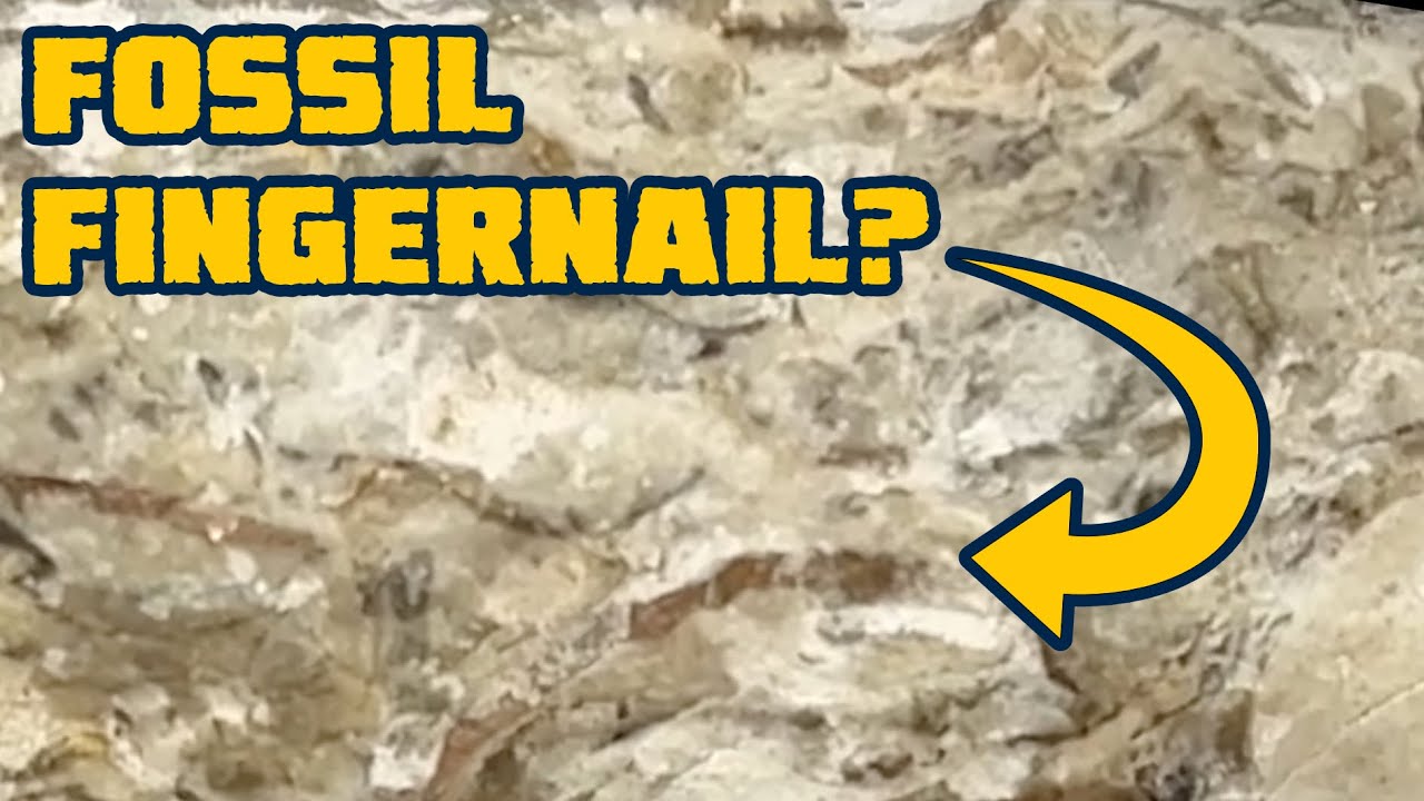 Common Pitfalls when Identifying Beach Worn Fossils - YouTube