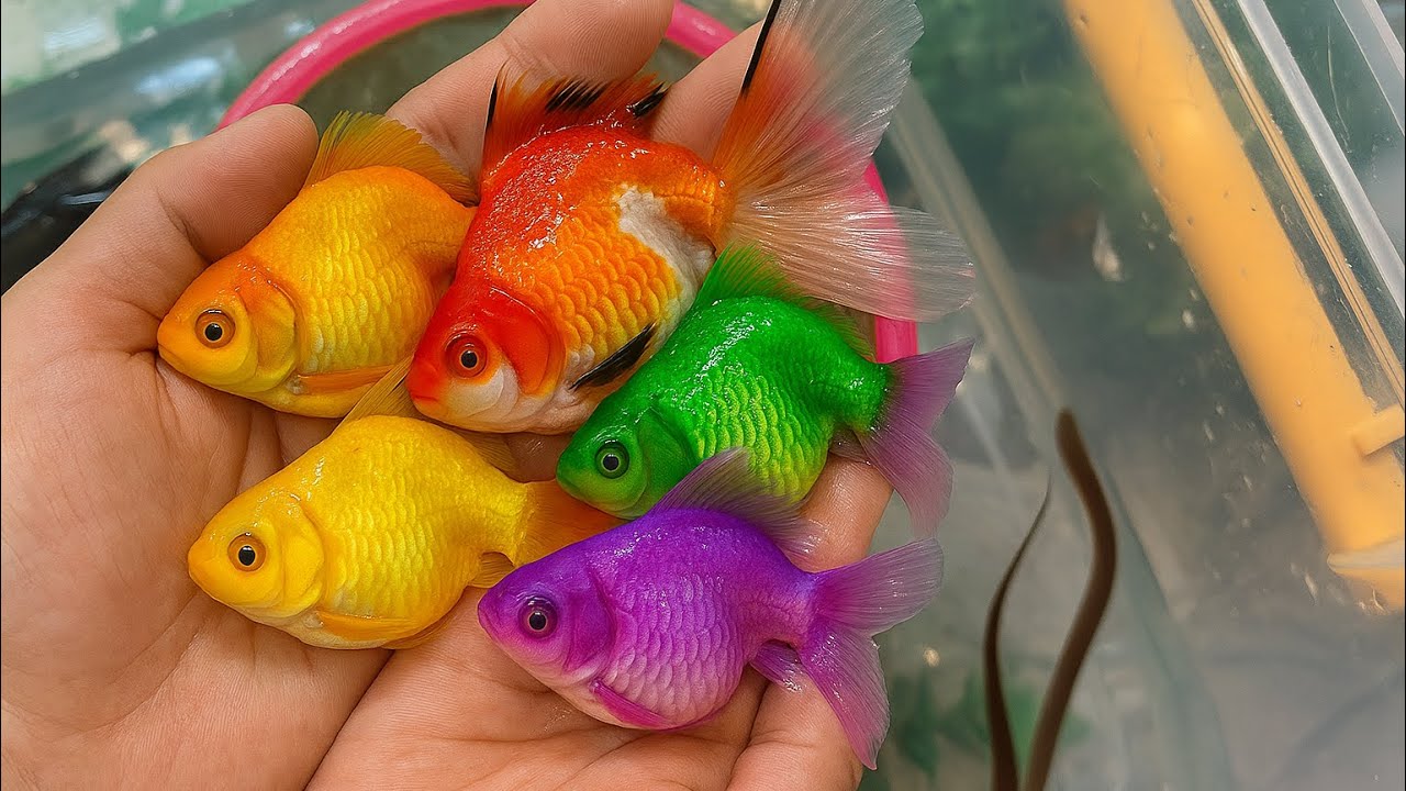 🔴 CUTE CAT PLAYING WITH PETS AND ANIMALS DUCKLING, CRAP FISH, RABBIT ...