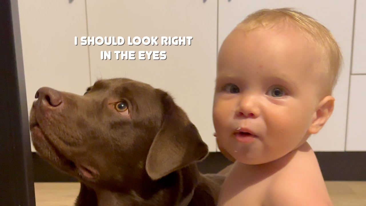 Baby vs. Dog - Who Begs Best? Funny Reactions! - YouTube