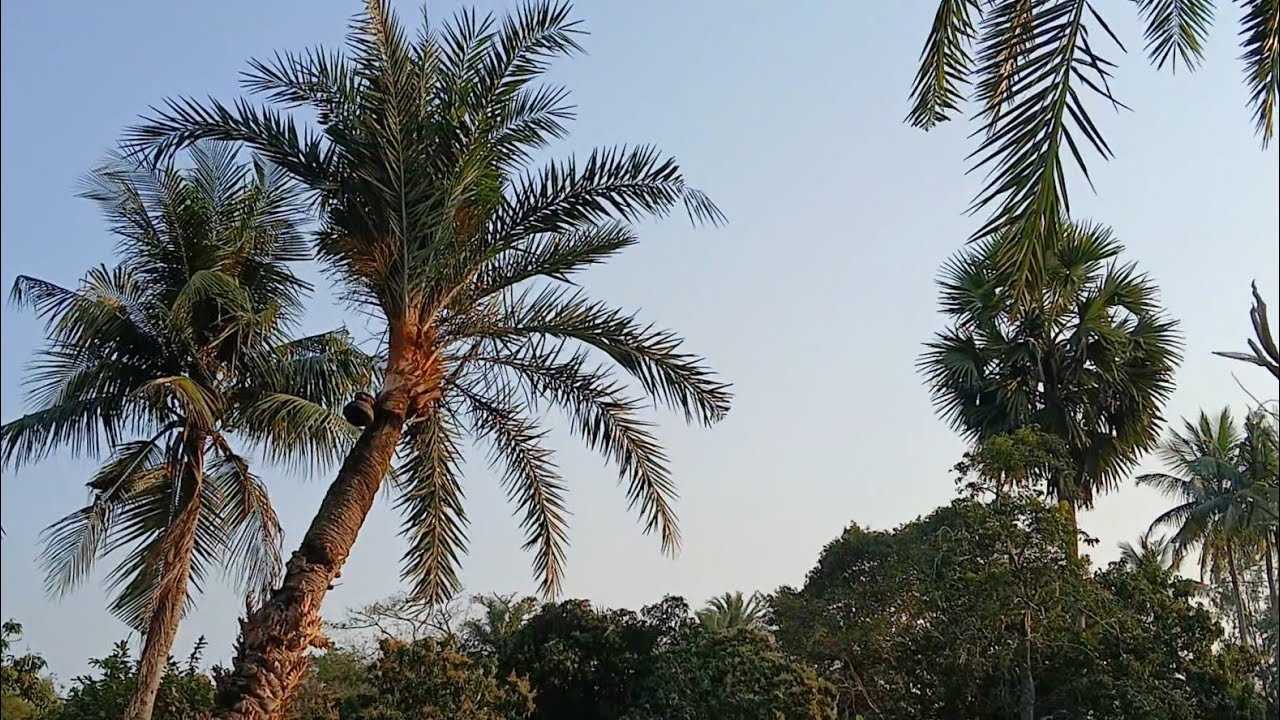 khejur er ros - YouTube