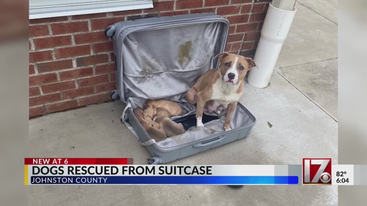 Dogs rescued from suitcase in Johnston County - YouTube