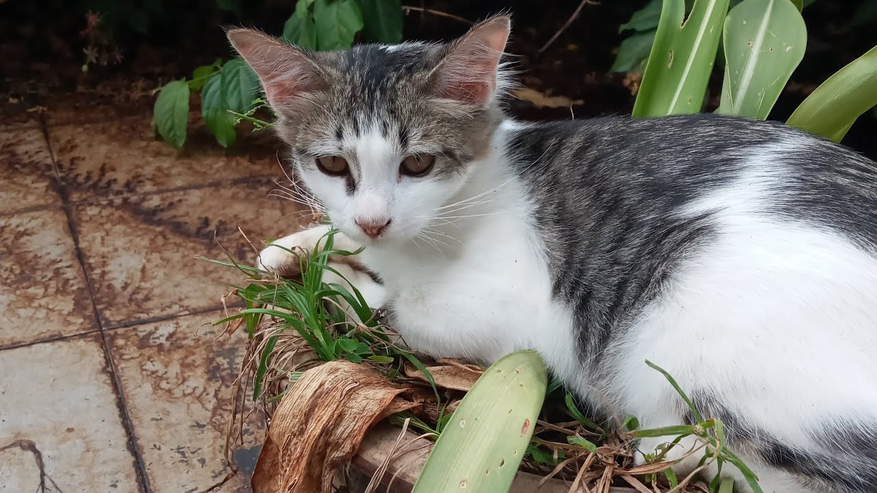 Time Machine Cats !!!! Longest Daily Cat's Story - YouTube