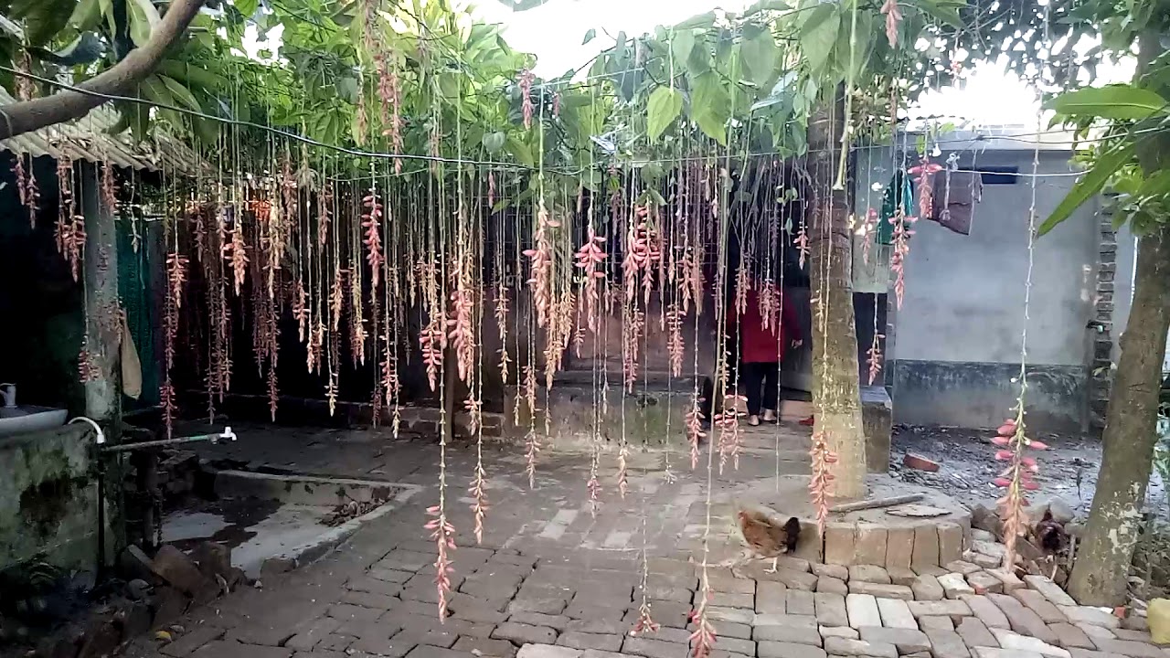 Basor lota flower, বাসরলতা ফুল - YouTube