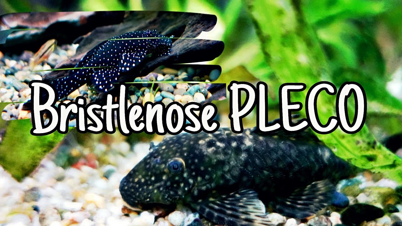 Unbelievable! What These Two Plecos Are Doing at Our House... - YouTube