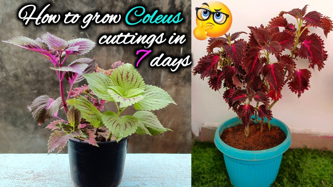 How to Grow Coleus Cuttings easily in 7 days | Coleus Plant Care ...