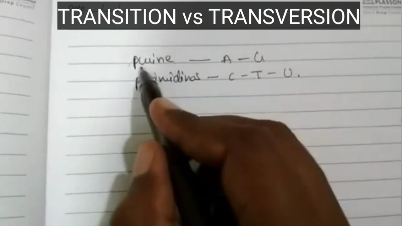 #transition#vs #transversion# mutations||mutations#molecular biology ...