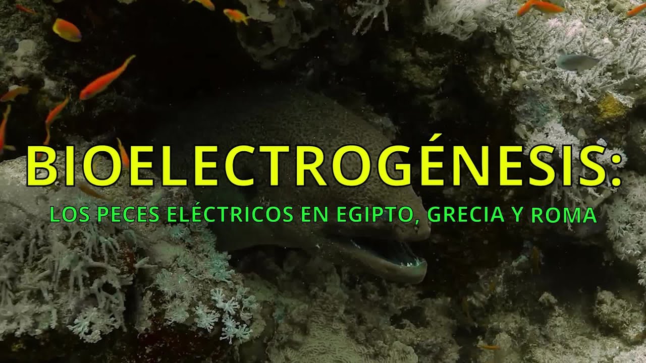 Bioelectrogénesis y los peces eléctricos en Egipto, Grecia y Roma - # ...