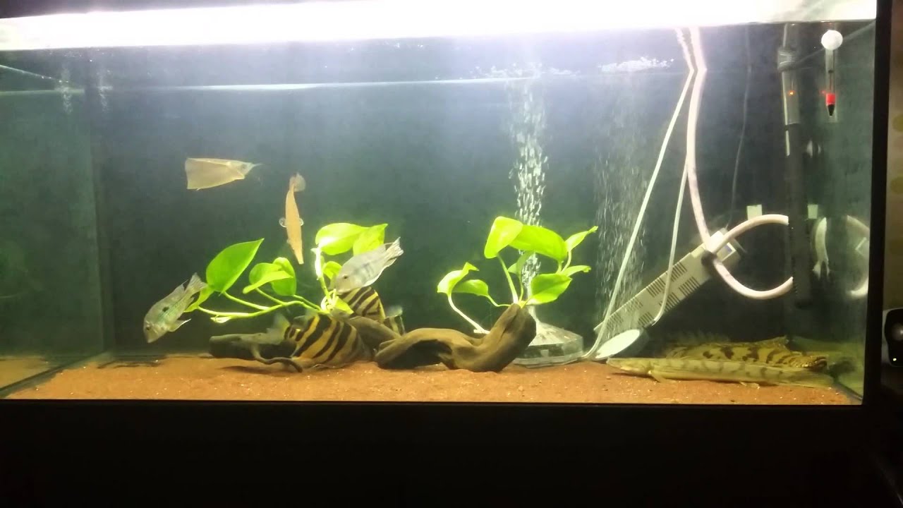 Tiger,Polypterus tank - YouTube