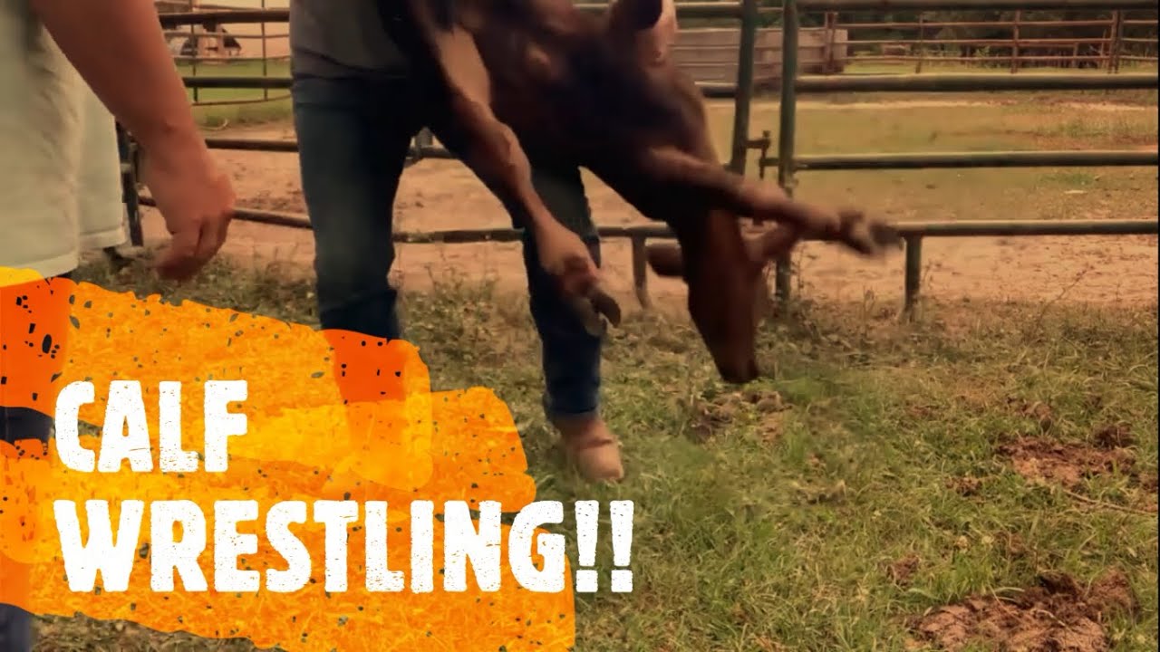 Banding & Tagging Calves #CATTLE #GRASSFED #COWS #EATRIGHT - YouTube