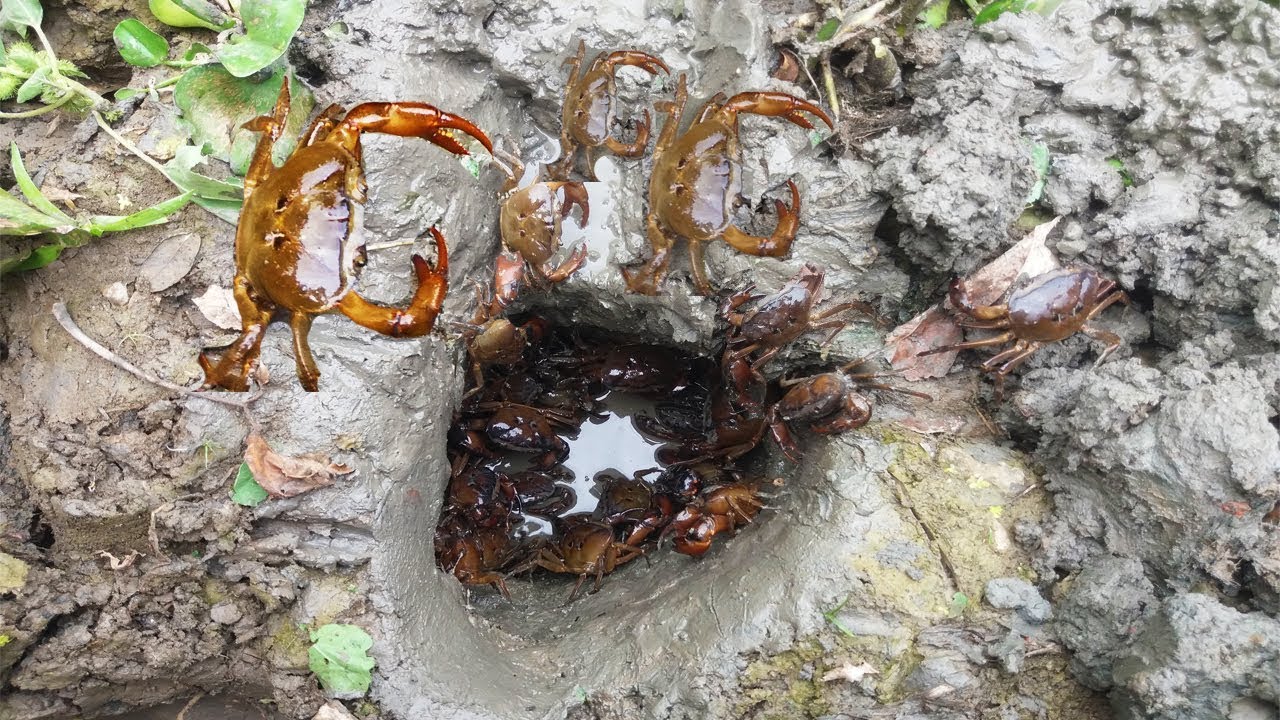 Survival skills | Boy Catching Mud Crab in Deep Hole | Amazing Crab ...