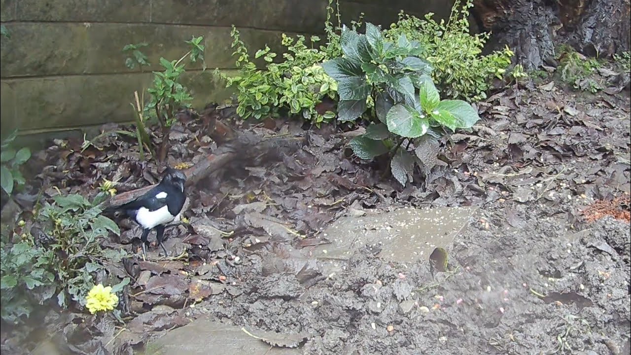 A magpie foraging around under the garden tree, it’s still so boggy and ...