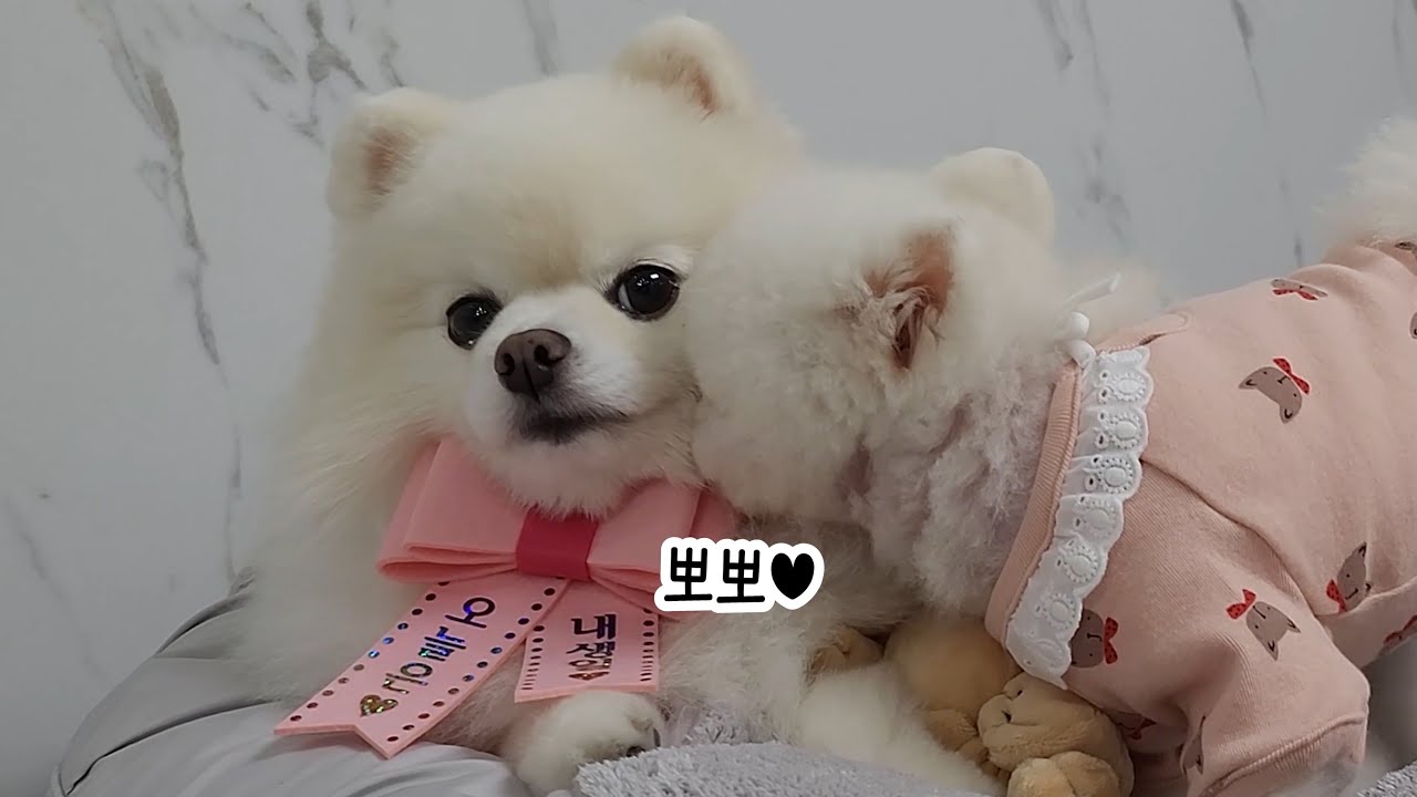 루디의 7번째 생일♡ 퐁키가 루디에게 뽀뽀를 했어요! - YouTube