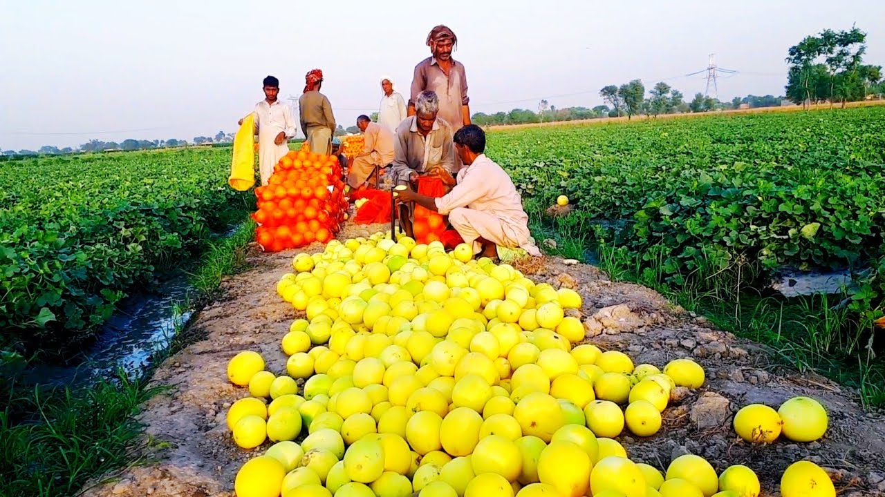 Melon Farming|| Hybrid kharbooza Farming|| Melon Field|| Kharbozay ka ...