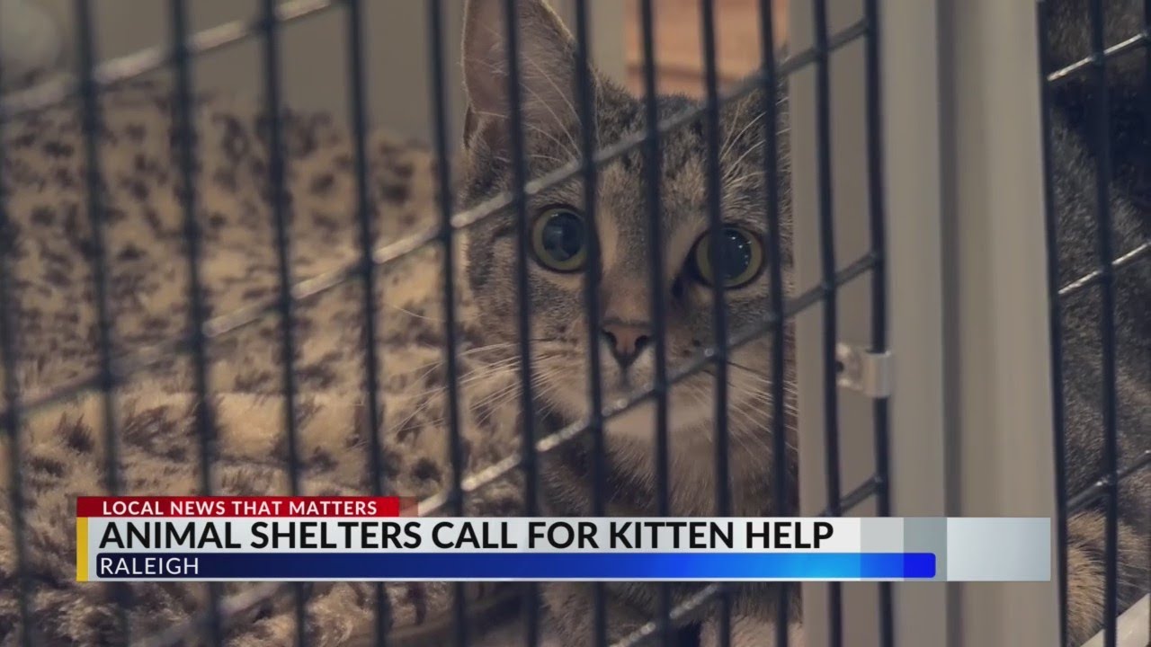 Animal shelters call for kitten help - YouTube