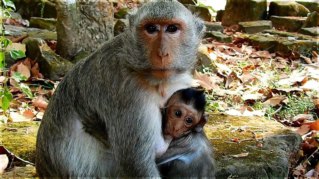 Monkey Jade Breastfeeds Jinx With Full Milk | Baby Jinx Drinking Milk ...