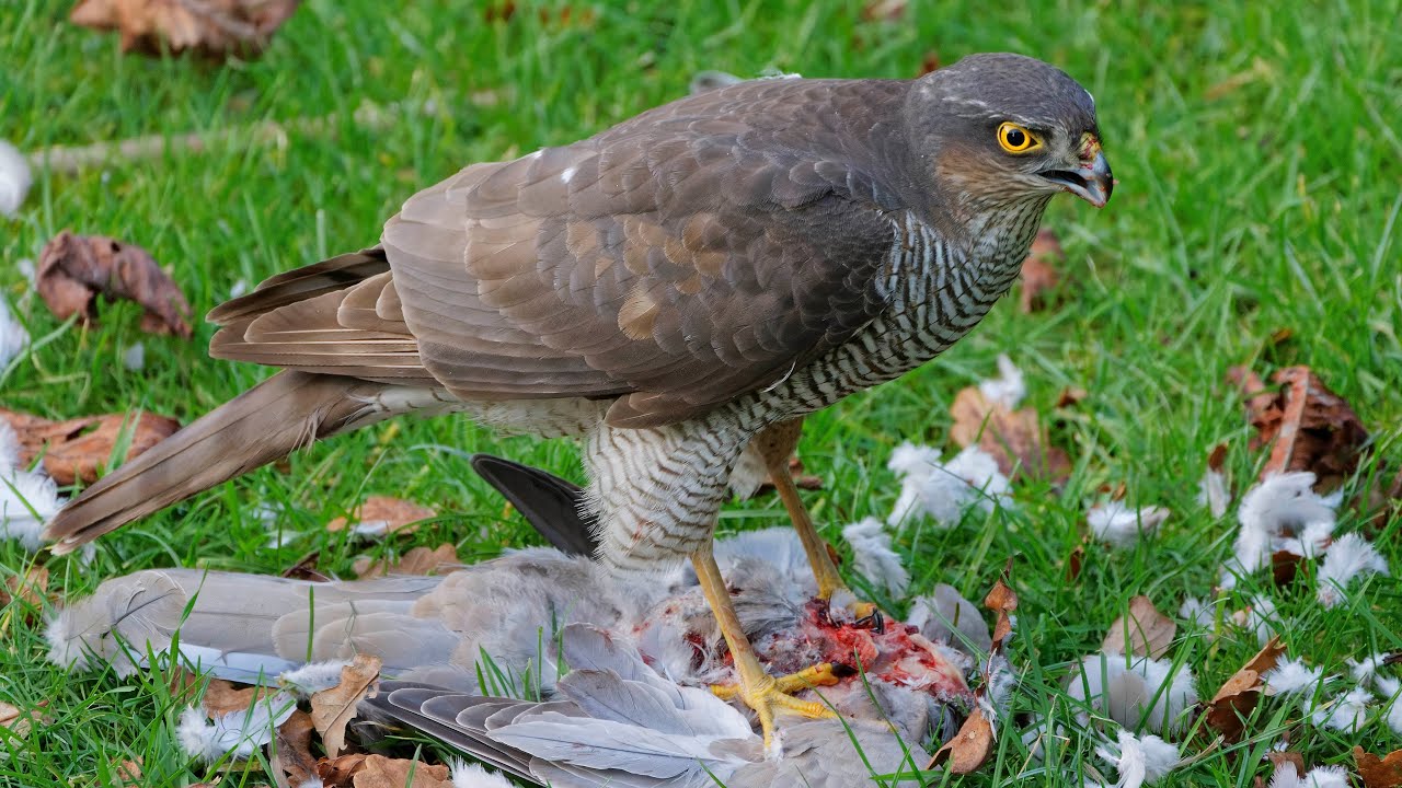 Eurasian Sparrowhawk with Prey - YouTube