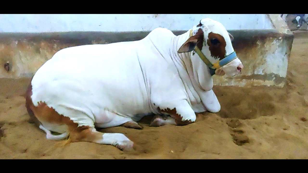 Beautiful Cattle of Surti Cattle Farm | Cow Mandi 021 - YouTube