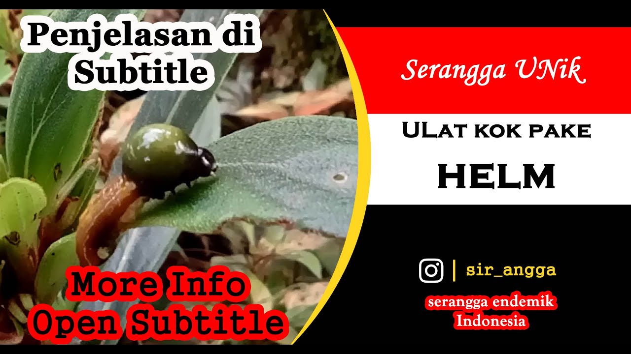 serangga unik "ulat berhelm" ulat pala Bagol atau ulat nolid - YouTube