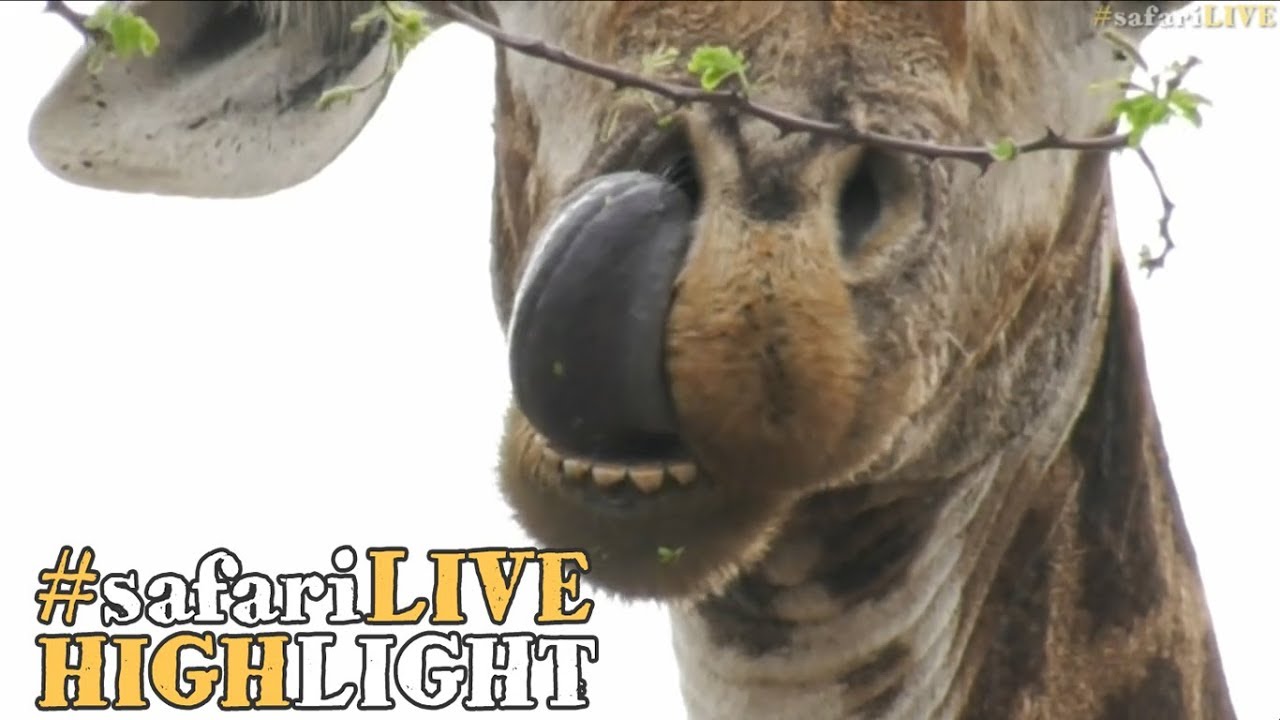 Giraffe goes digging for gold! - YouTube