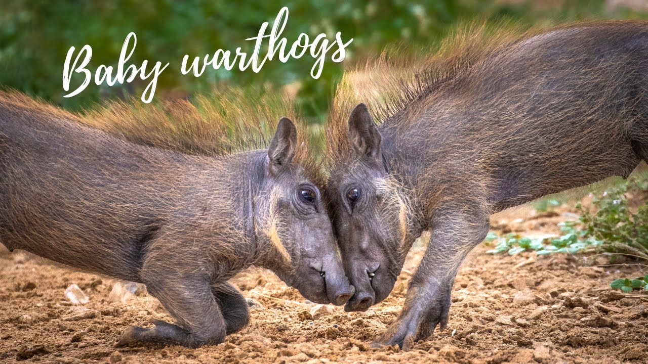 Cute Baby Warthog
