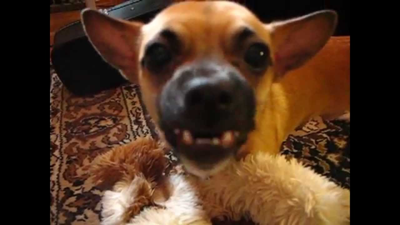 Funny Chihuahua Compilation - YouTube