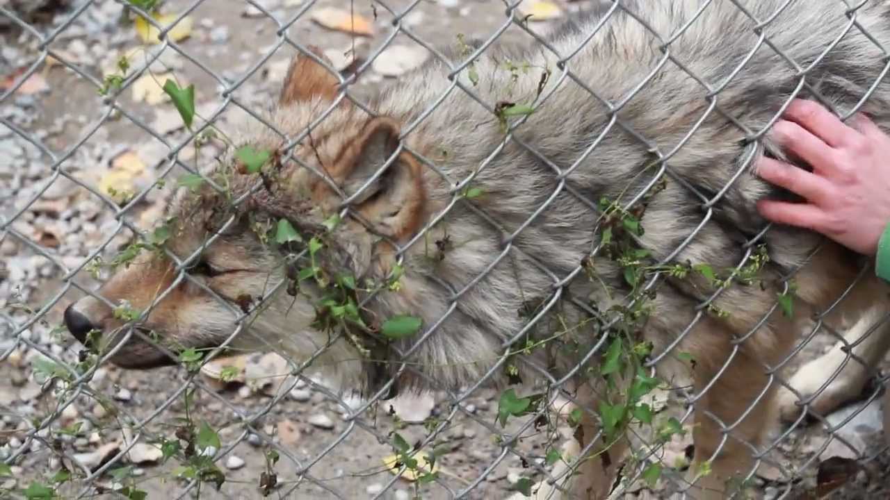 Northern Lights Wolf Centre - YouTube
