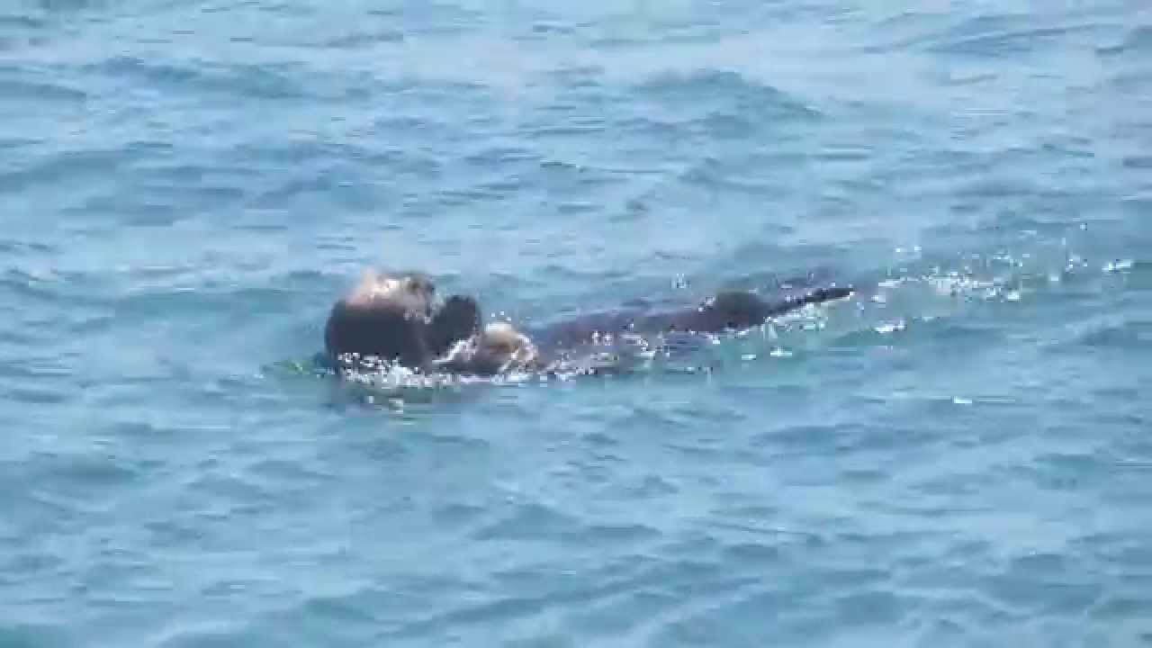 California sea otter trying to break a shell, using a rock or another ...