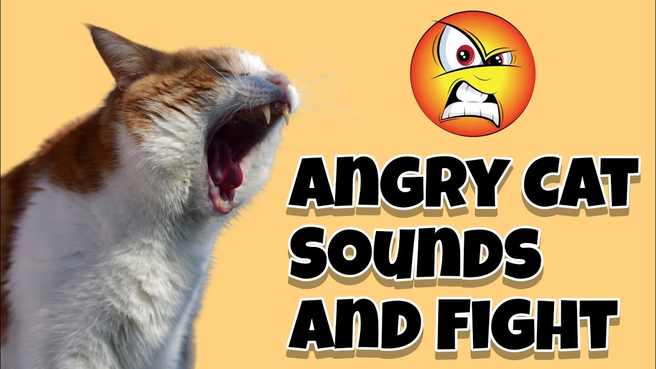 The Cat Kingdom: A Compilation of Angry Cat Sounds and Ferocious Fight ...