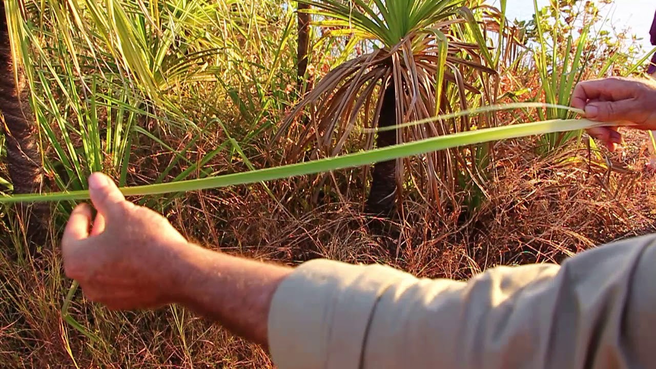 Bentley James shows how to make pandanas fibre - YouTube
