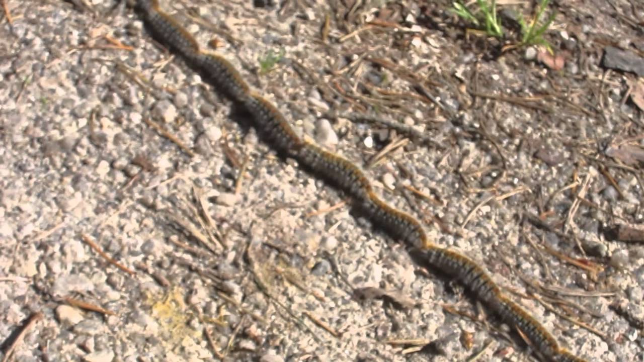 Caterpillar walk - YouTube