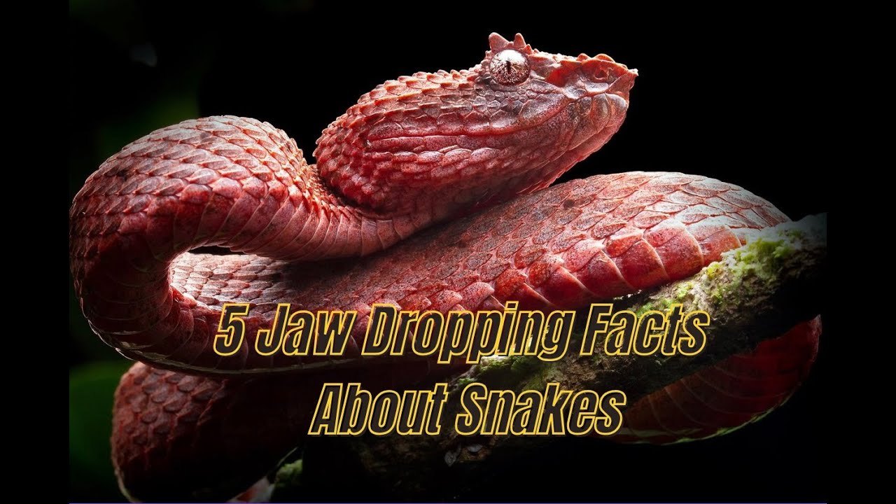 5 Jaw Dropping Snake Facts You Didn't Know #animals #foryou # ...