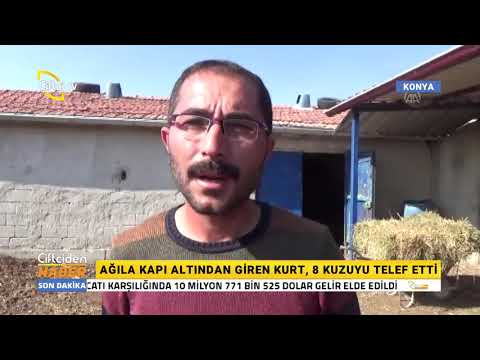 Ağıla Kapı Altından Giren Kurt, 8 Kuzuyu Telef Etti