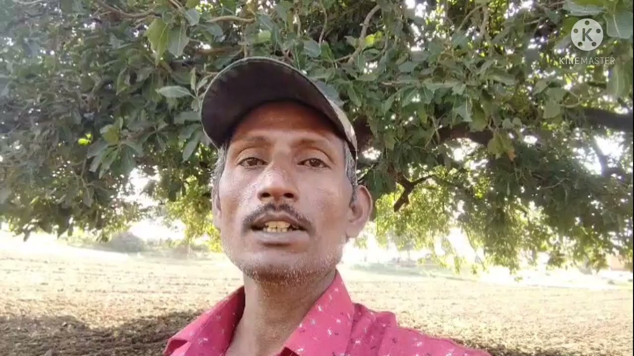 महुआ का पेड़। महुआ का पेड़ कैसा होता है। Mahua tree। - YouTube
