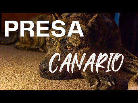 Presa Canario Almadan Önce Izlemeniz Gereken Video. Eğitmen Gözüyle  Presa Canario Nasıl Bir Köpek
