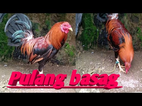 Manok Na Pulang Basag, 2021... - YouTube