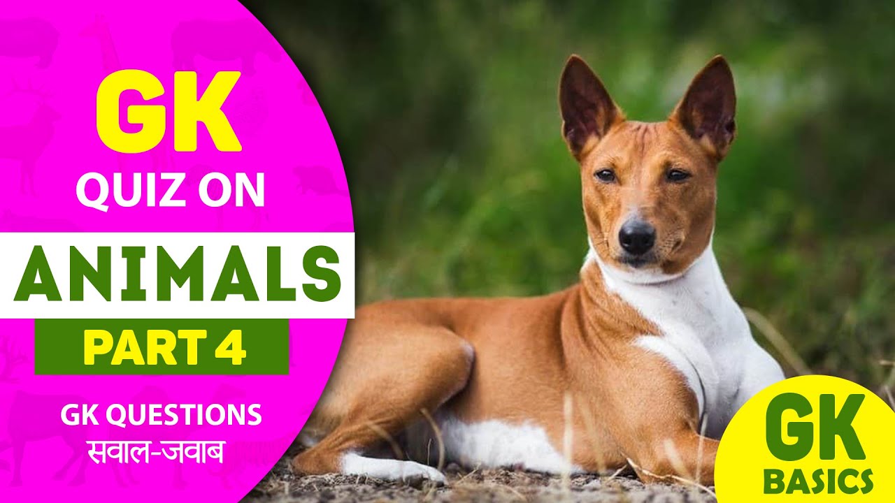 Gk | Quiz on Animals part 4 | सवाल जवाब | GK questions & Answers - YouTube