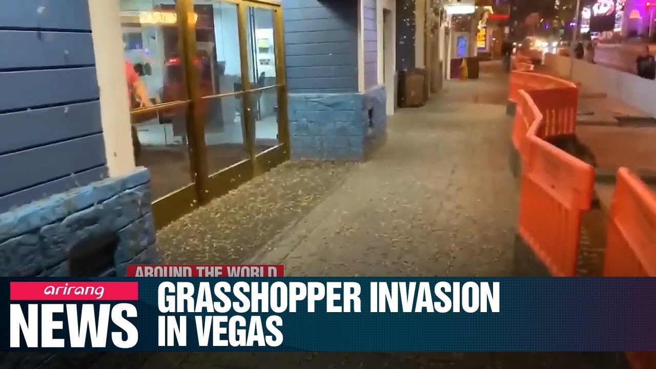 Grasshopper invasion of Las Vegas caused by sky beams, humid weather ...