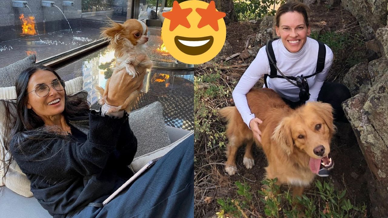 Funny Celebrity Pets 🐶 Part 6: Pets of Gisele, Ratajkowski, Hilary ...