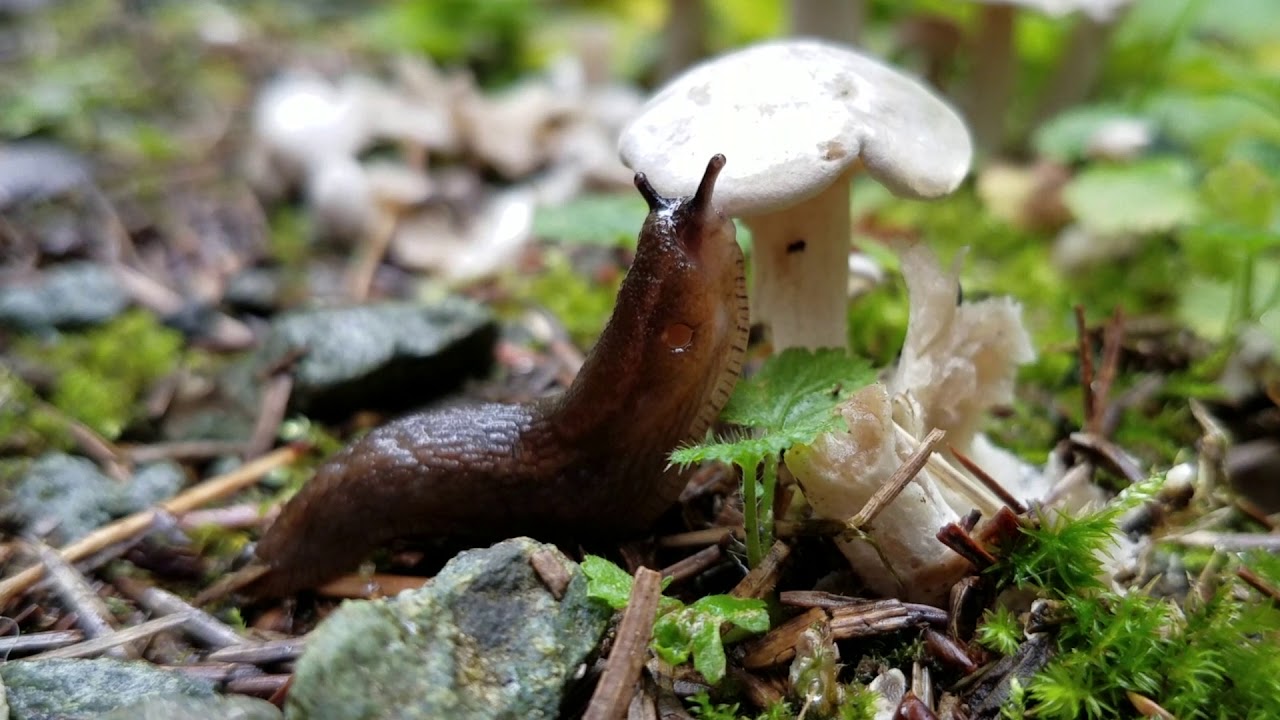 Close up: Slug Eats Mushroom (with beetle voyeur) - YouTube
