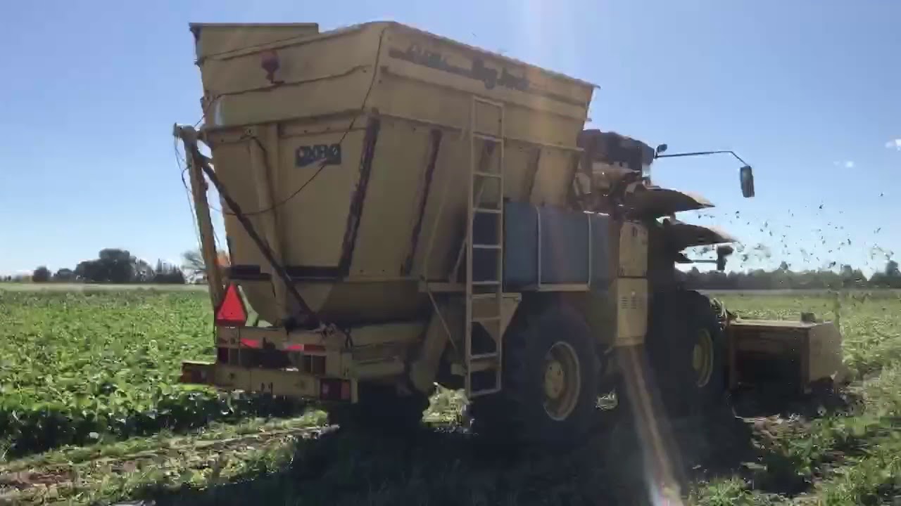 OXBO/Pixall Big Jack Bean Harvester - YouTube