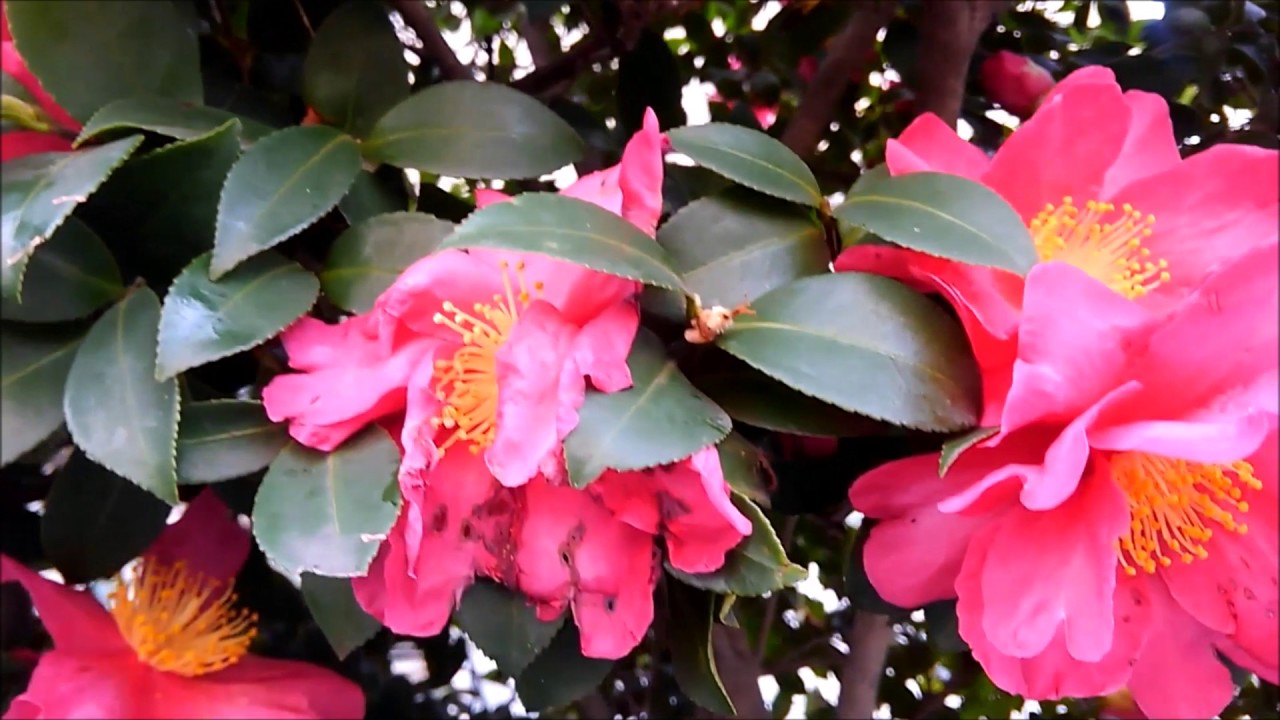 Flower of the month of January: sazanka - YouTube
