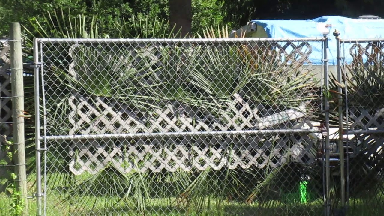 Cool Palm Frond Gate - YouTube