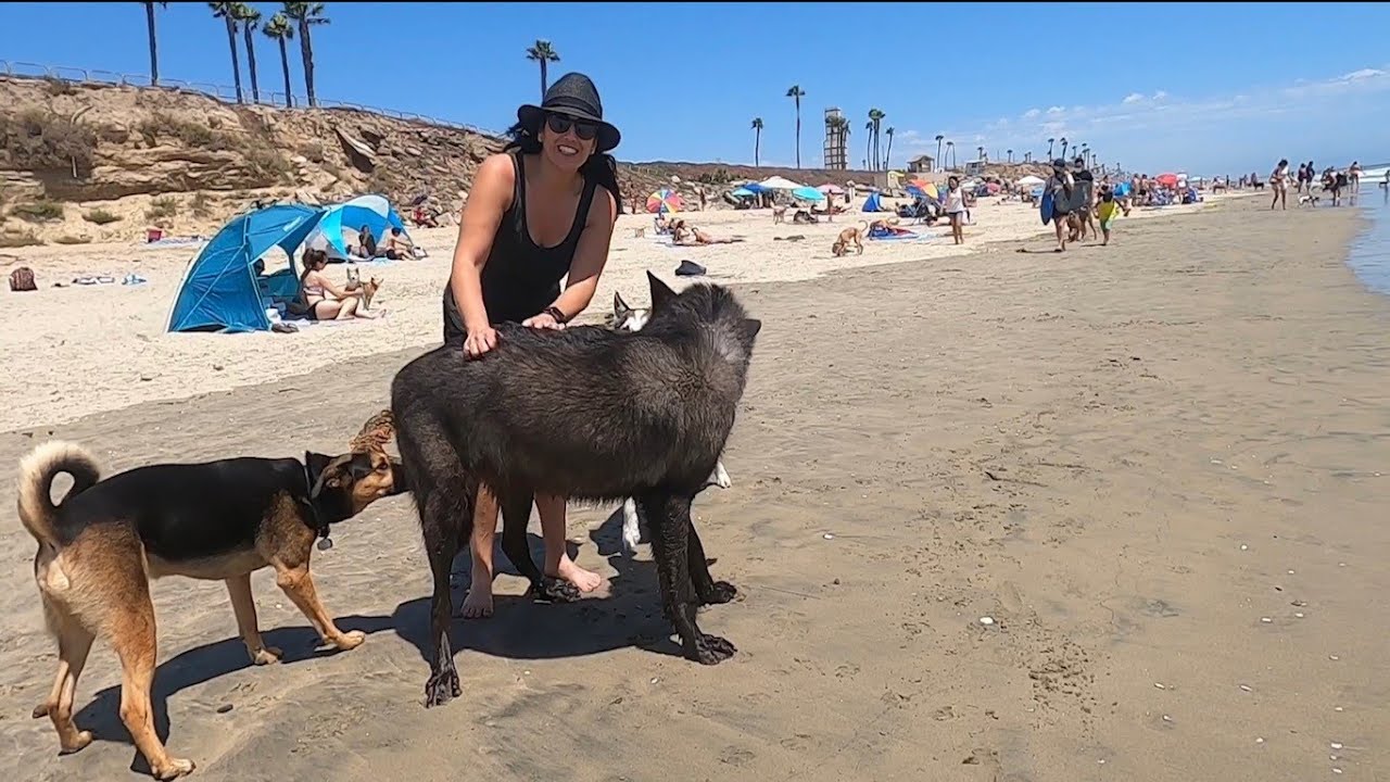 Giant Wolfdog goes to the Dog Beach! - YouTube