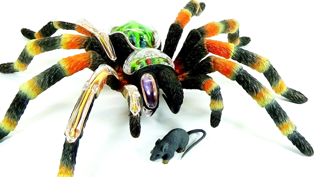 TARÁNTULA GIGANTE MÁS GRANDE DEL MUNDO ¿COMO ES POR DENTRO Y POR FUERA ...