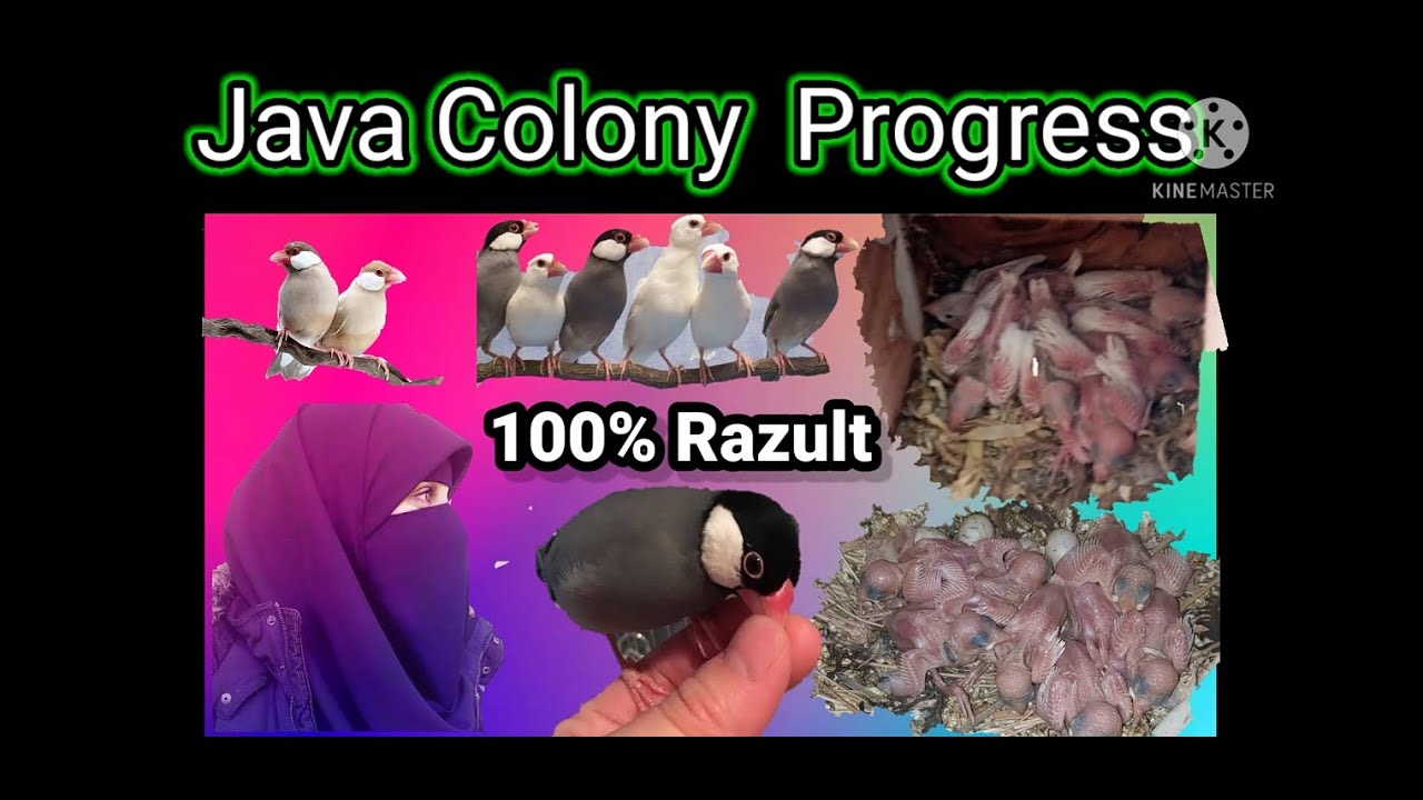Umme Habbia Birds. Java Breeding progress . 99% Razult aa raha hain ...