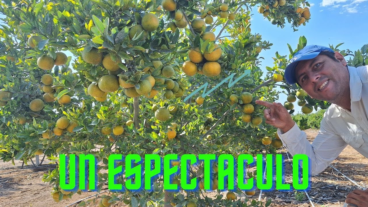 W Murcott o Nadorcott mandarina - YouTube