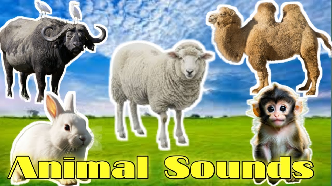 Animal Video | Animal Sounds Video - Buffalo, Camel، Cats, Tiger - YouTube