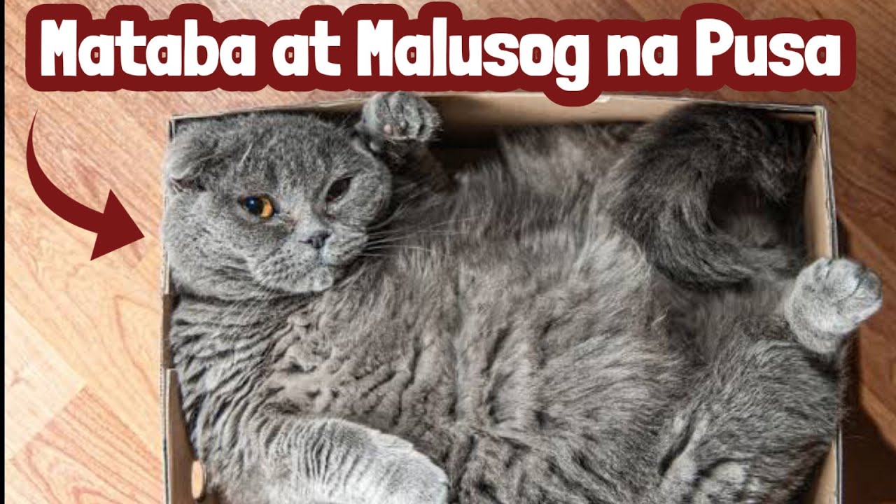 Gawin Mo To Sa Pusa Mo Kung Gusto Mo Siya Maging Malusog at Mataba ...