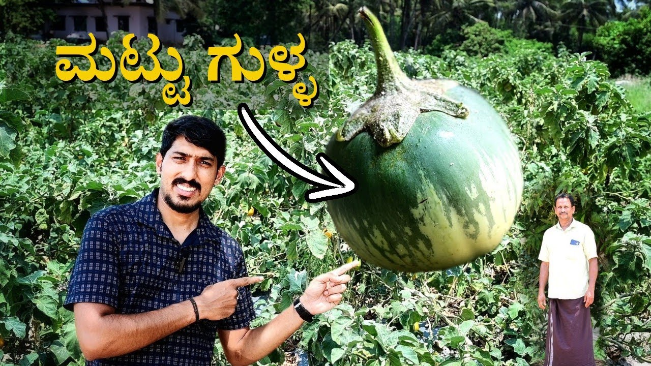ಉಡುಪಿ ಸ್ಪೆಷಲ್ ಮಟ್ಟುಗುಳ್ಳದ ಕಥೆ |Mattu Gulla | Why is this brinjal ...